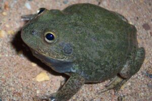 Desert Animals: 34 Animals That Thrive In The Desert