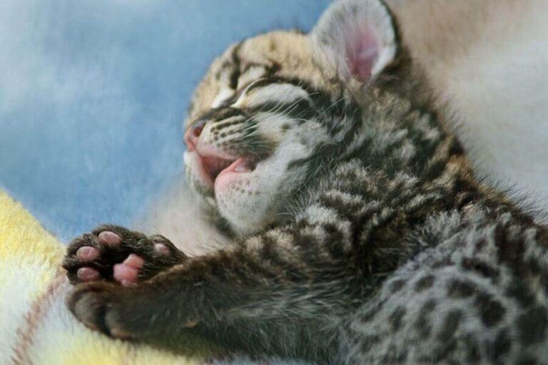 Baby Ocelots: Everything To Know About Ocelot Kittens