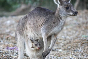What Are Baby Kangaroos Called? (The Life Of A Joey)