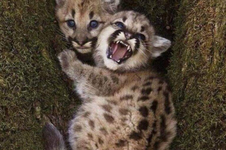 Baby Mountain Lion: What They’re Called, Facts, & Images