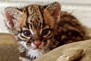 Baby Ocelots: Everything To Know About Ocelot Kittens