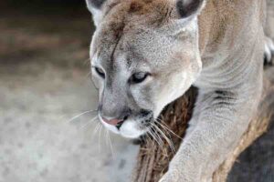 [WATCH] Mountain Lion Sounds: Why Do They Scream?