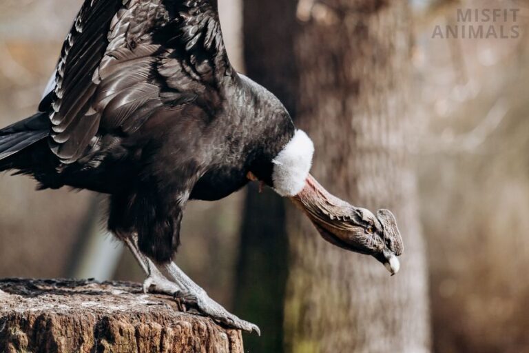 Beaver Predators: What Eats Beavers? (10 Natural Enemies)
