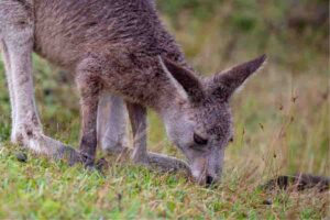 Kangaroo Size: How Big They Get & What Makes Them Grow