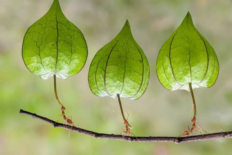 Energetic Animals: 11 Of The Most Hyperactive Animals