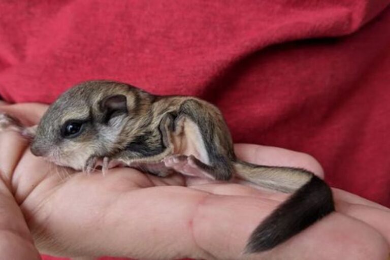 Can You Keep A Pet Flying Squirrel? (Why It’s A Bad Idea)