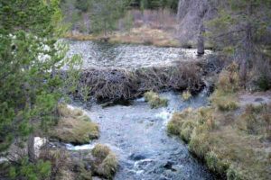 The Beaver Dam: How & Why Do Beavers Build Dams?