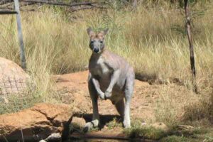 Kangaroo Weight: How Much Do Different Kangaroos Weigh?