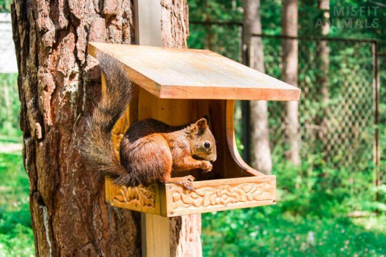 What Do Squirrel Nests Look Like & How Do They Build Them?