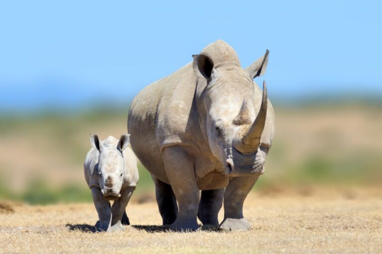 Heaviest Animals: 15 Fattest Animals In The World