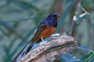 Hawaiian Animals: 23 Most Common Animals In Hawaii