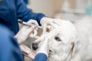 White Spot On Dog's Eyes: 7 Reasons Why It Happens