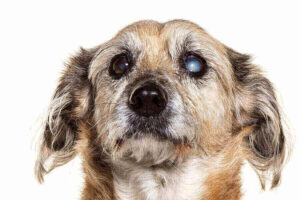 White Spot On Dog's Eyes: 7 Reasons Why It Happens