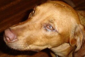 White Spot On Dog's Eyes: 7 Reasons Why It Happens