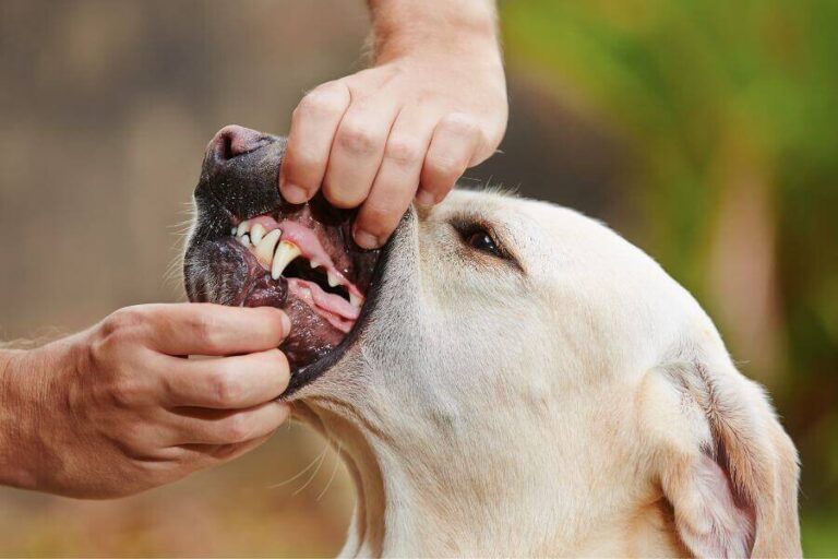 Pink Spots On Dogs’ Lips: 11 Causes & What To Do About It