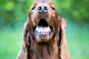 Black Spots On Dog's Teeth: Is It Normal Or Dangerous?