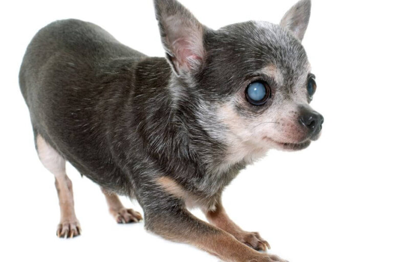 White Spot On Dog's Eyes: 7 Reasons Why It Happens