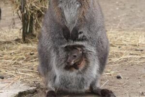 What Are Baby Kangaroos Called? (The Life Of A Joey)