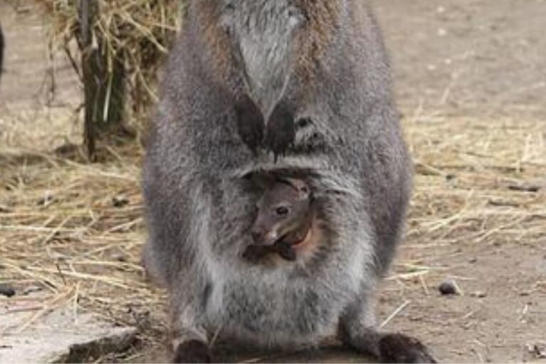 What Are Baby Kangaroos Called? (The Life Of A Joey)