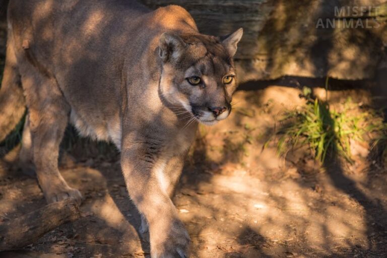 Mountain Lion Signs & Prints: How To Spot Their Tracks