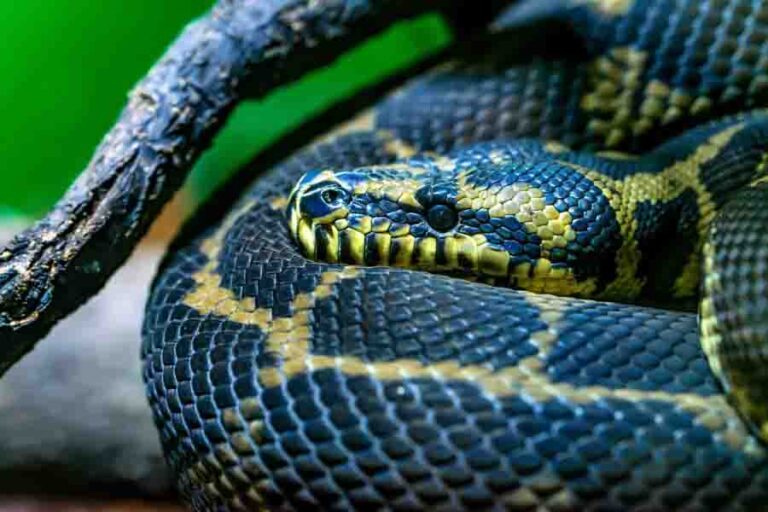 Top 12 Strongest Animals In The World | Misfit Animals