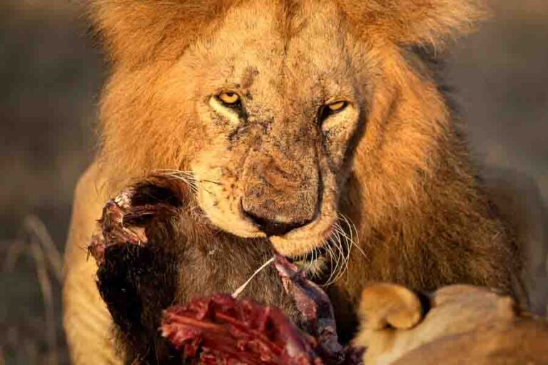 Lion’s Diet: What Do Lions Eat? | Misfit Animals
