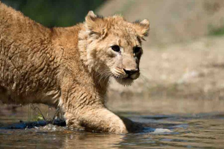 Can Lions Swim & Do They Like Or Hate Water?
