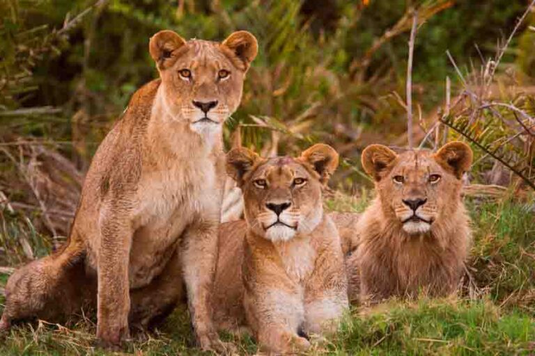 How Smart Are Lions? (Smarter Than Dogs?) | Misfit Animals