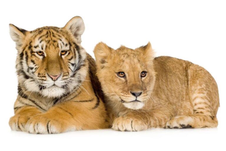 How Smart Are Lions? (Smarter Than Dogs?) | Misfit Animals