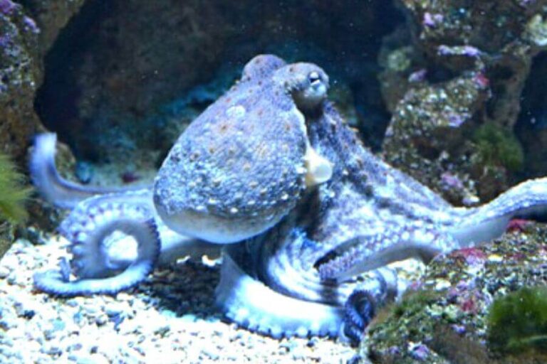 How Many Brains Does An Octopus Have? (And Why 9?)