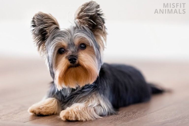 Are Yorkies Smart? – Analyzing 4 Types Of Intellignce In Yorkies | Misfit Animals
