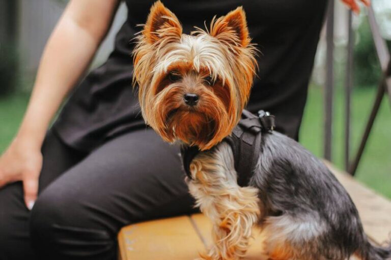 Are Yorkies Smart? – Analyzing 4 Types Of Intellignce In Yorkies | Misfit Animals