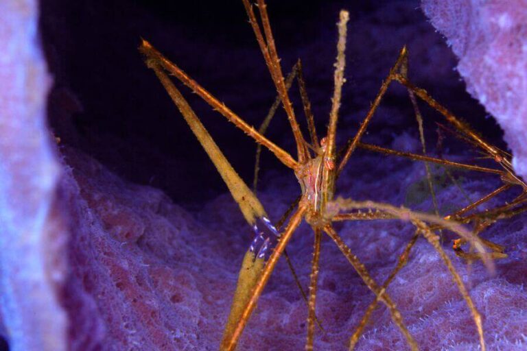 What Eats Algae? (7 Animals That Mainly Eat Algae)