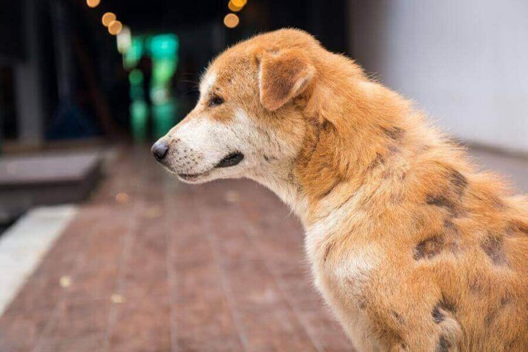 Dry Skin On Dog Ears: 7 Reasons Why It Happens | Misfit Animals