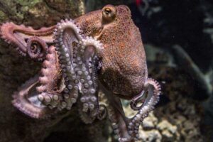 Octopus Lifespan: How Long Do Octopuses Live?