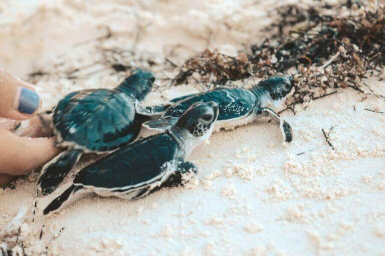 What Do Octopuses Eat? Dietary Facts & Needs | Misfit Animals