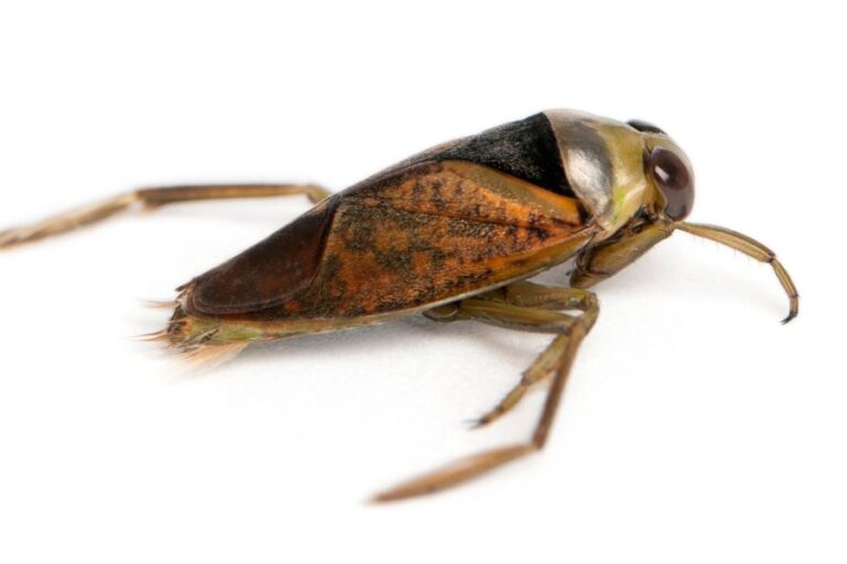 Top 9 Common Aquatic Insects (Facts & Pictures) | Misfit Animals