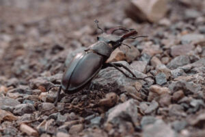 8 Common Desert Insects That Adapted To The Heat