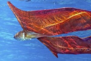 Blanket Octopus (Tremoctopus) | Misfit Animals