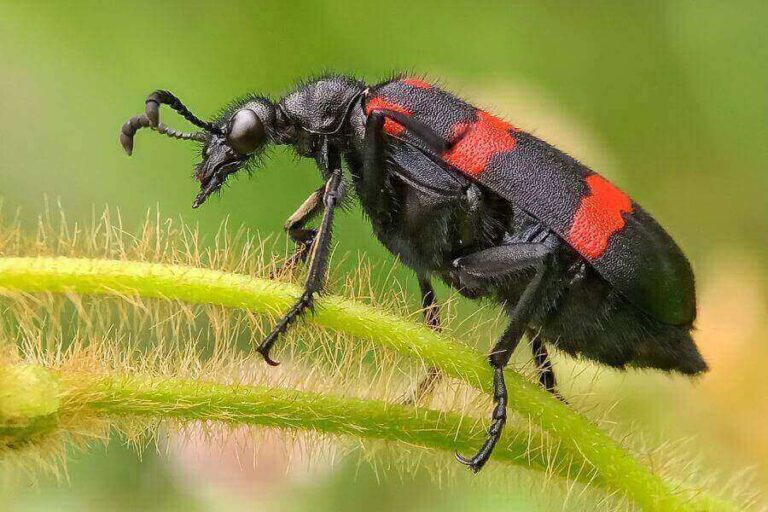 8 Common Desert Insects That Adapted To The Heat