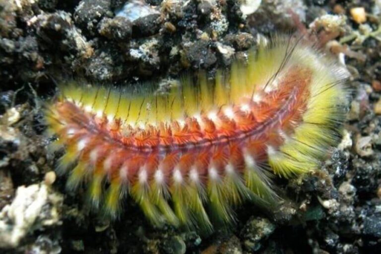 Top 9 Common Aquatic Insects (Facts & Pictures) | Misfit Animals