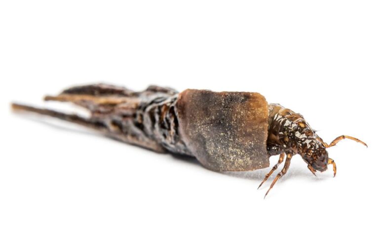 Top 9 Common Aquatic Insects (Facts & Pictures) | Misfit Animals