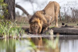 Can Lions Swim & Do They Like Or Hate Water?