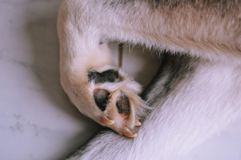 Red Bump On My Dog’s Paw: 4 Reasons Why It Happens