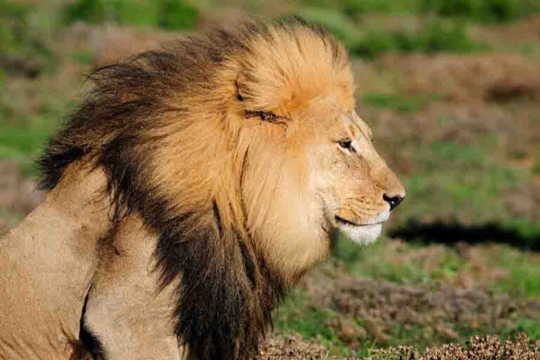 Types Of Lions: The Different Lion Species In The World | Misfit Animals