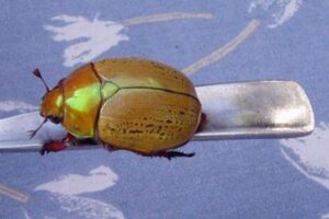 Types Of Flying Insects & Bugs (Identification)