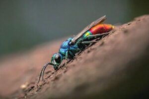 Types Of Flying Insects & Bugs (Identification)