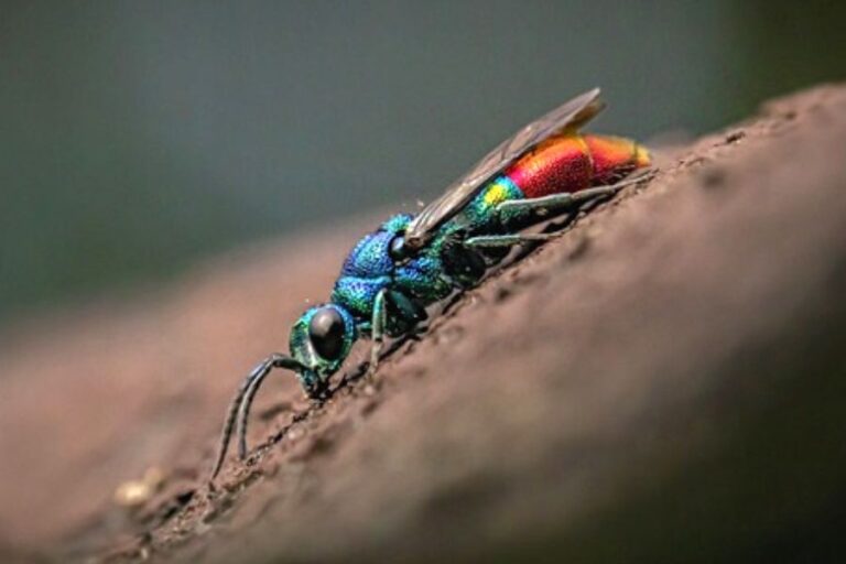 Types Of Flying Insects & Bugs (Identification)