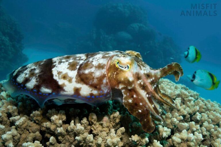 Sperm Whale Vs. Giant Squid: Who Would Win In A Fight? | Misfit Animals