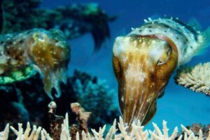 Cuttlefish Vs. Squid: 5 Differences & 5 Similarities | Misfit Animals